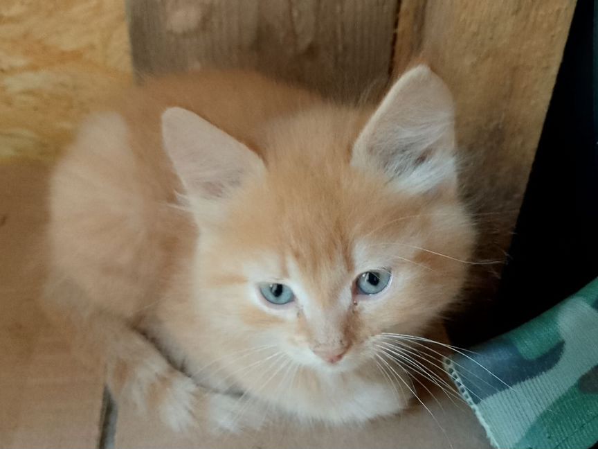 Кошка