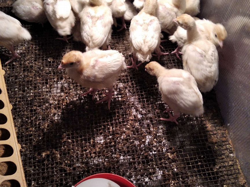 Индюшата подрощенные