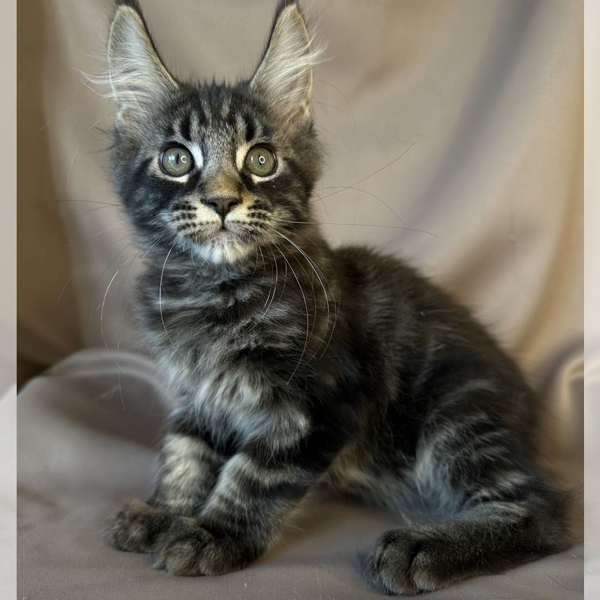 Мейн-кун котёнок