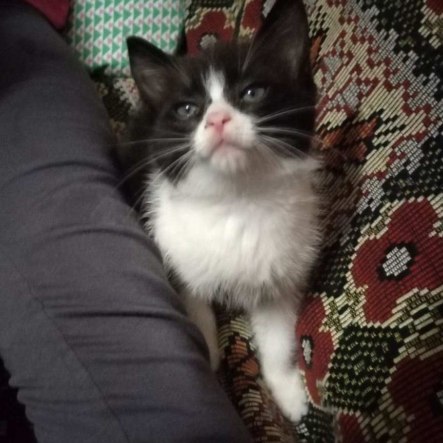 Отдам котят