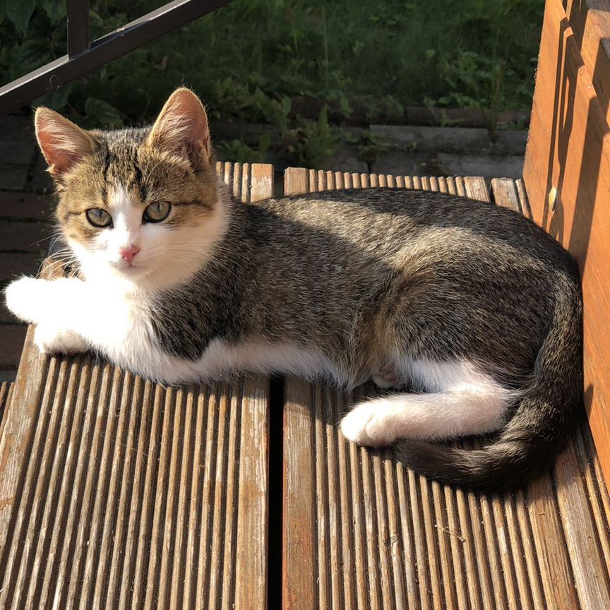 Кошечка Зая