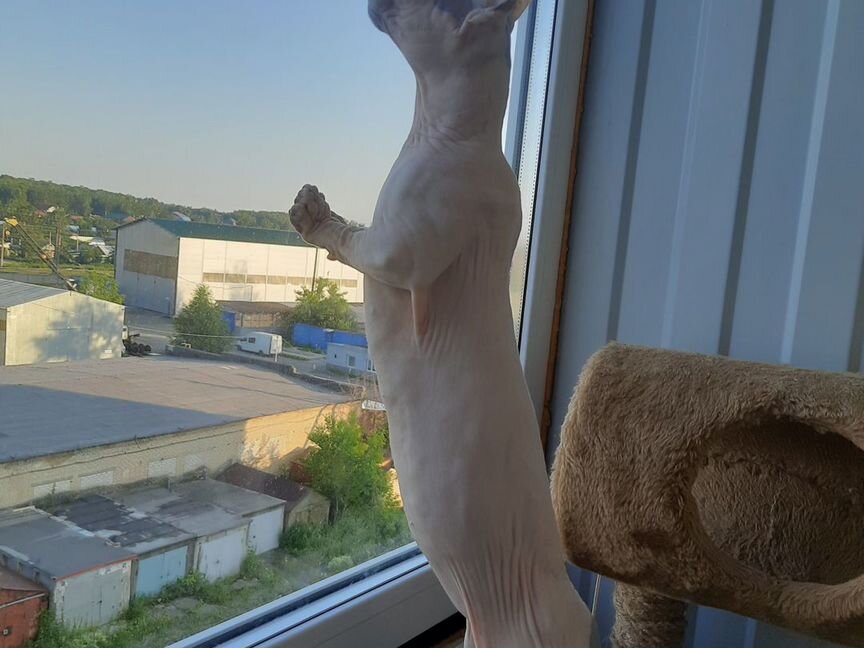 Вязка сфинкс бомбино