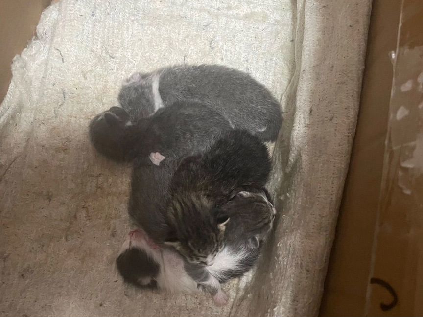 Пожарные котята в добрые руки бесплатно