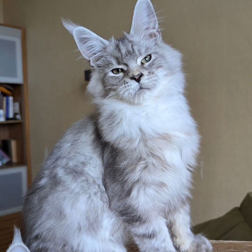 Котята мейн-кун мальчик серебро