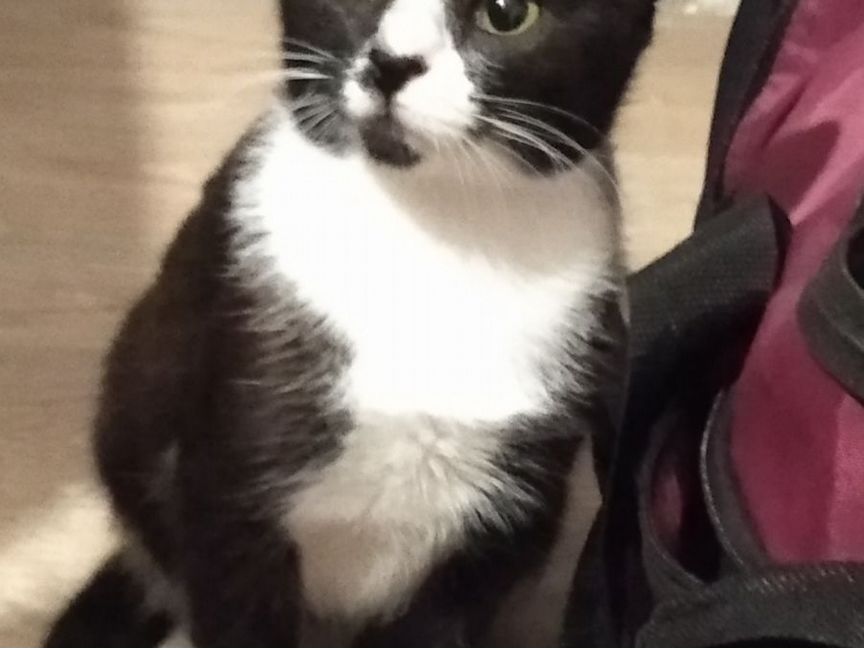 Кошечка в добрые руки