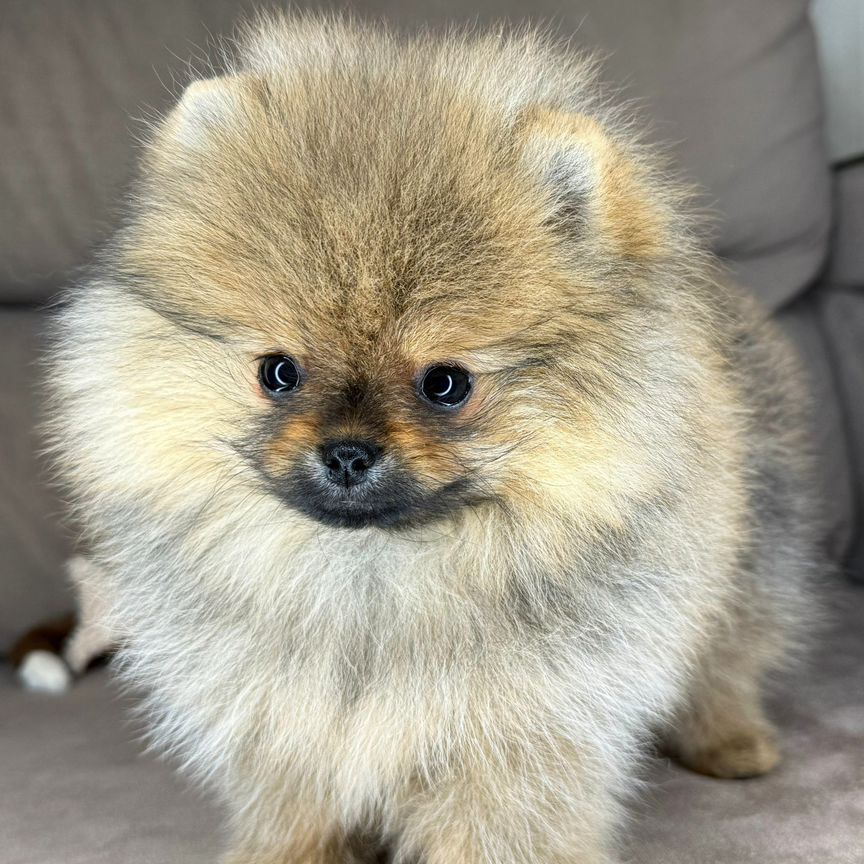 Померанский шпиц, щенок