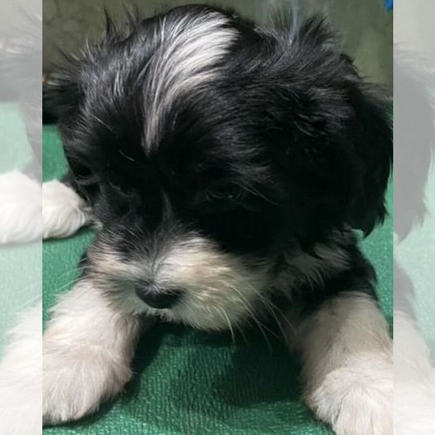 Мальтипу, щенок