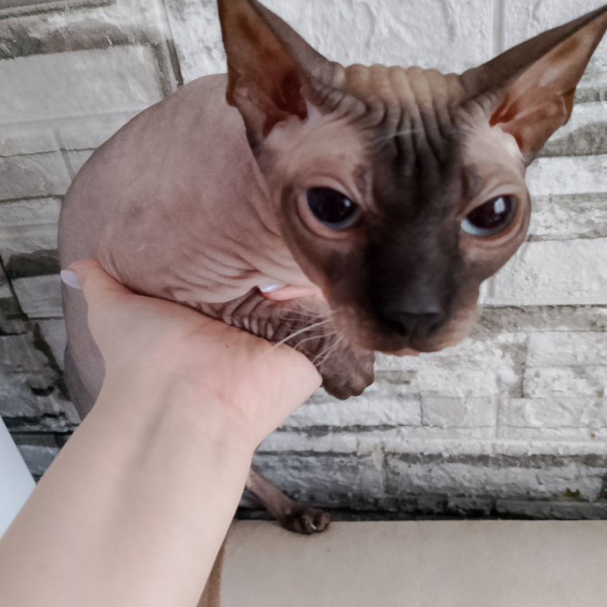 Донской сфинкс кошка