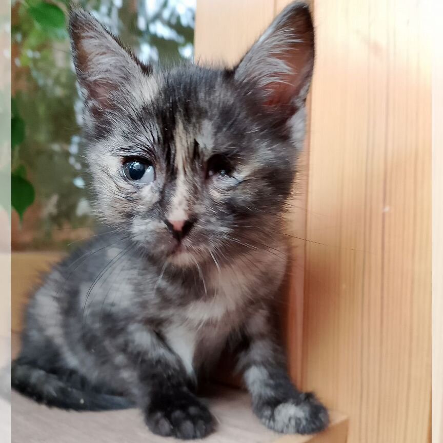 Кошечка ищет дом