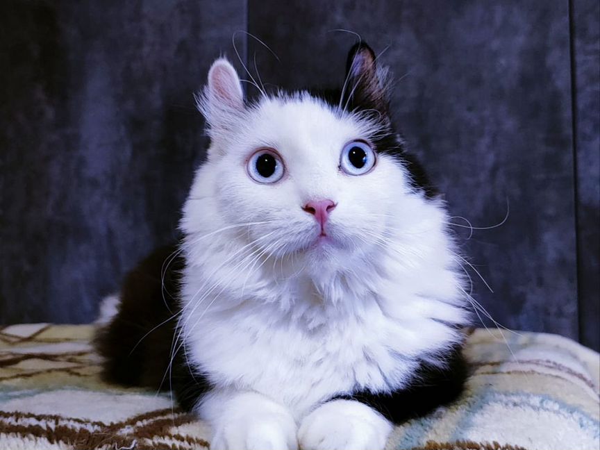 Кошка Эльф f2 дгг