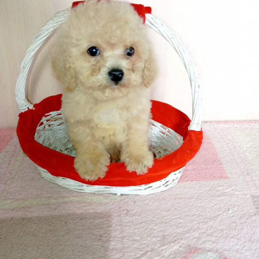 Мультипликации тэдди