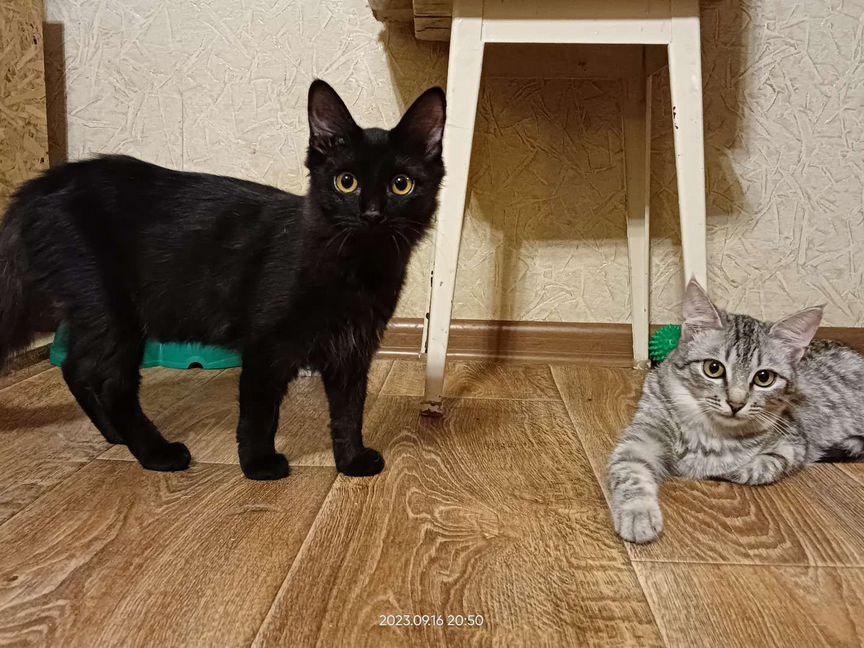 Кошка подружки котята в добрые руки