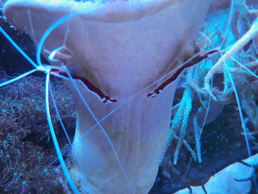 Живой коралл Саркофитон