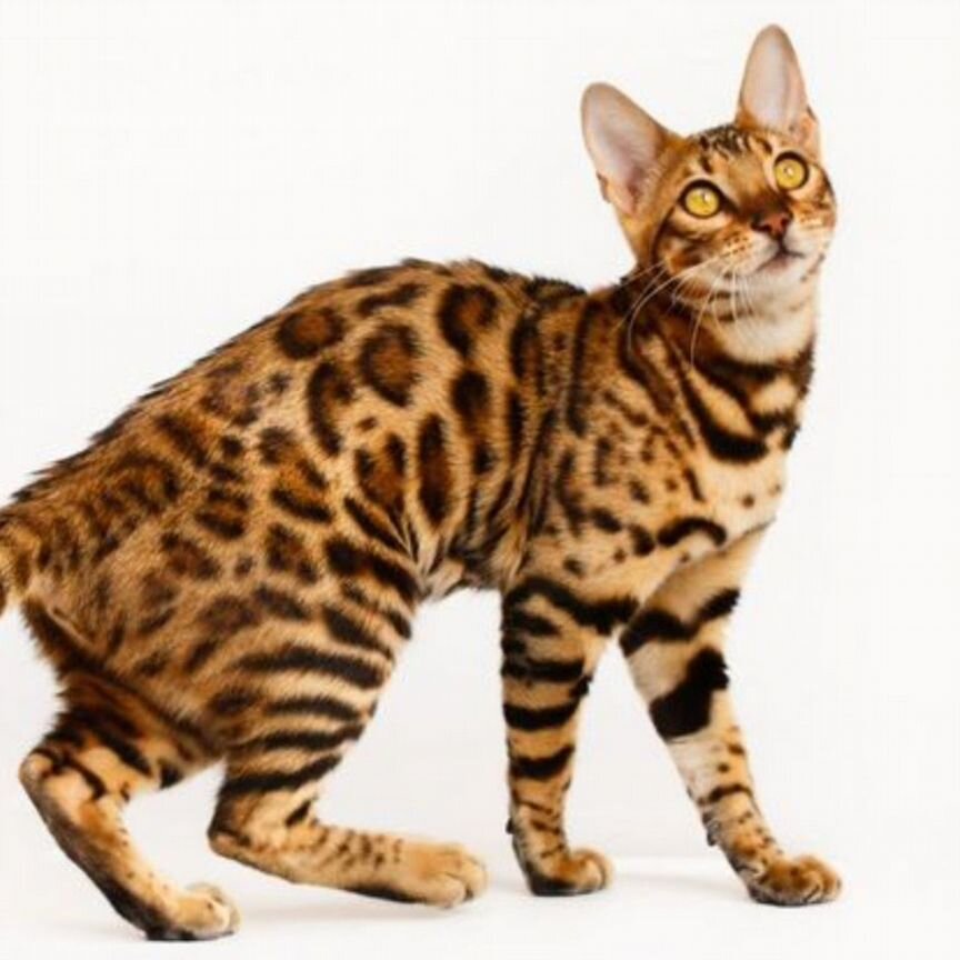 Бенгальская кошка
