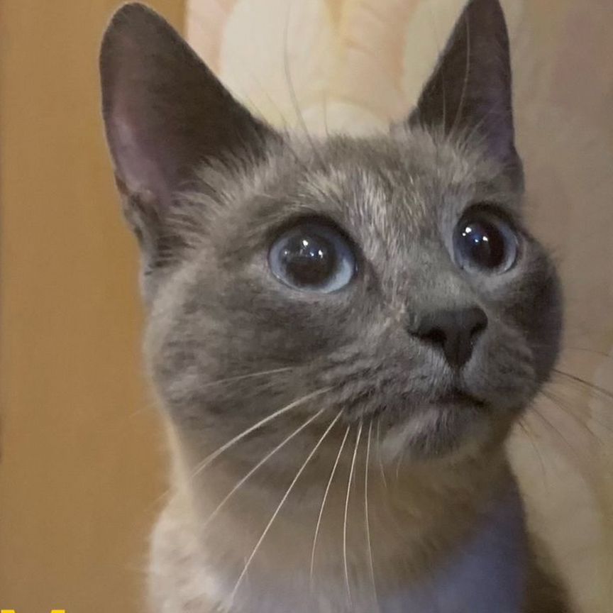 Взрослая, кошка в добрые руки