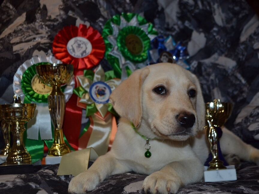 Щенки лабрадора РКФ