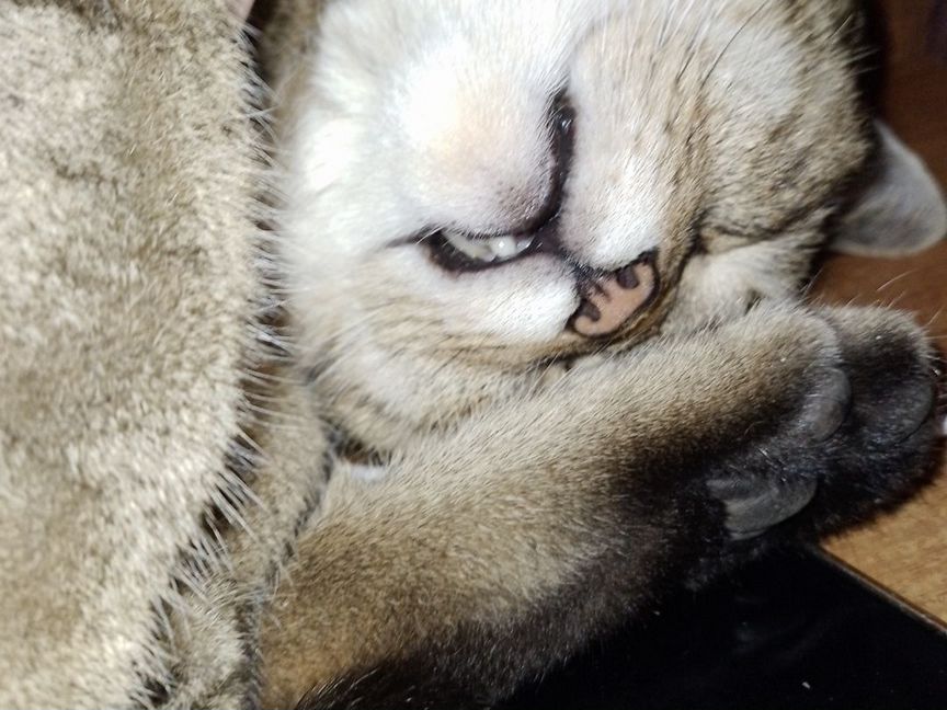 Кошпедус
