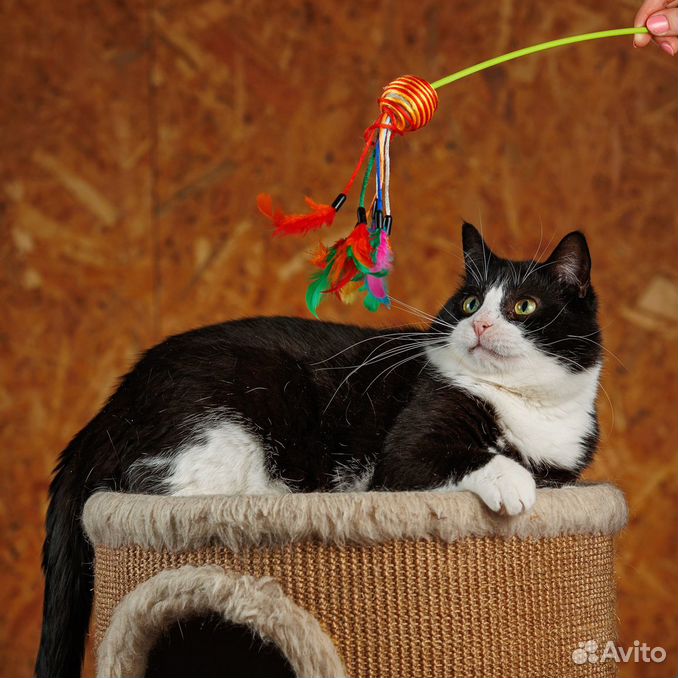 Очаровательный Лакки ищет доброе сердечко