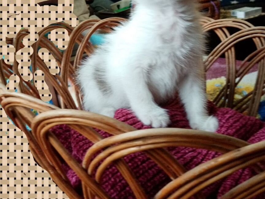 Котенок