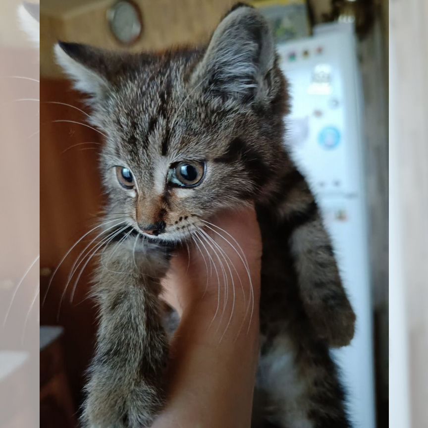 Котёнок кроха малышка в добрые руки