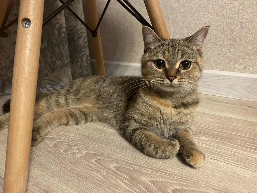 Кошка Британка