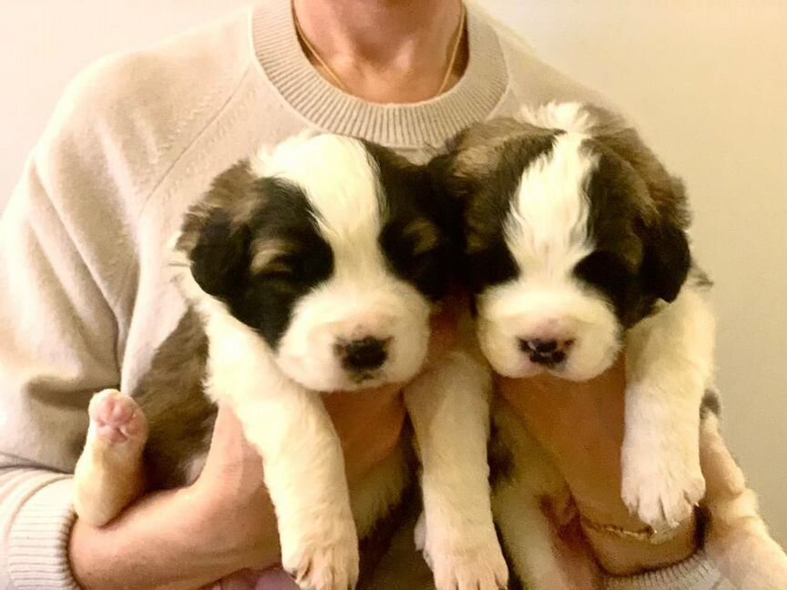 Московская сторожевая