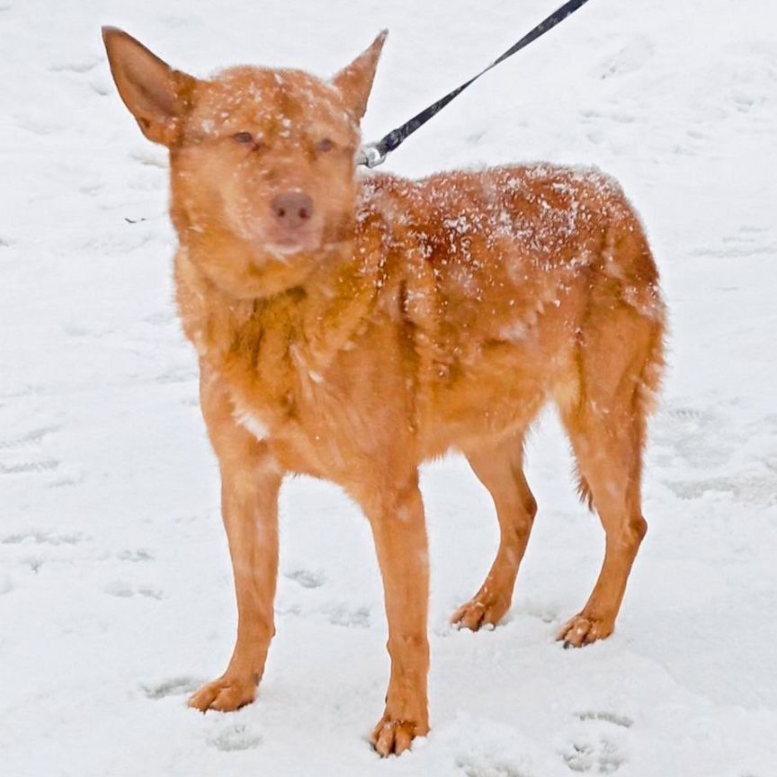 Собака в добрые руки