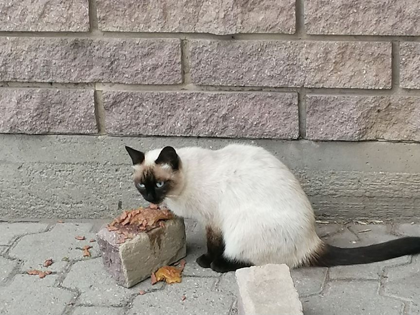 Ищем хозяина кошки