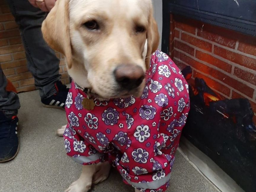 Комбинезон для крупной собаки