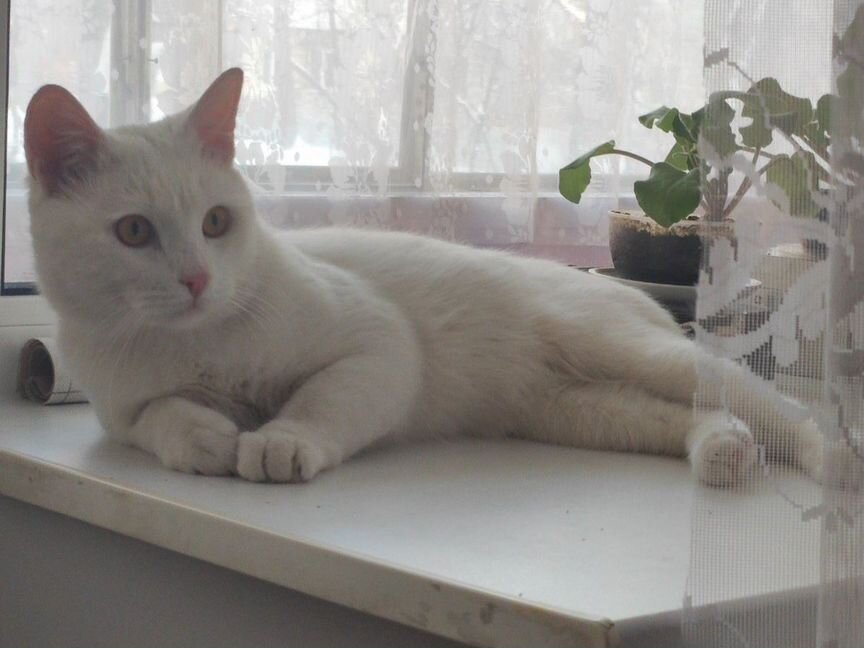 Котик 1,5 года.В добрые руки