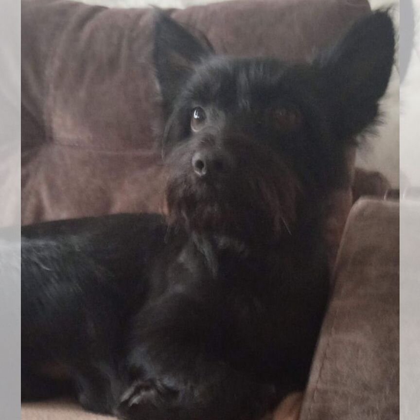 Йоркширский терьер, взрослый пёс