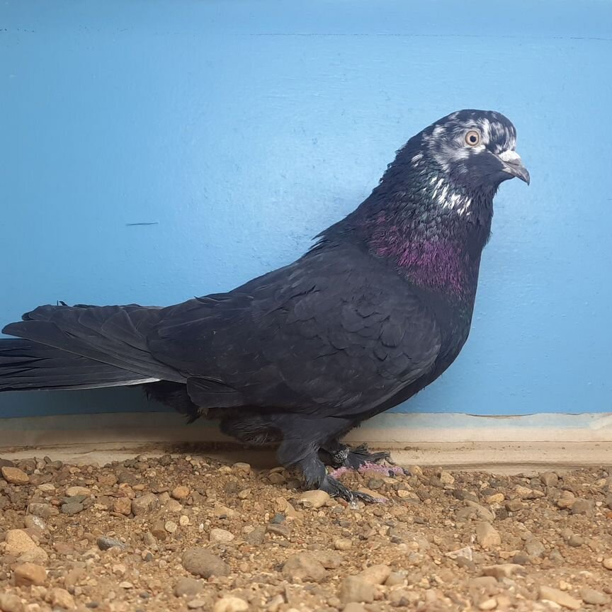 Армянскиий широкохвостый