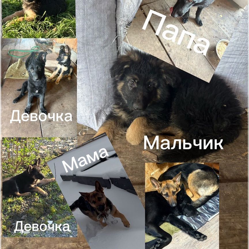 Немецкая овчарка, щенок