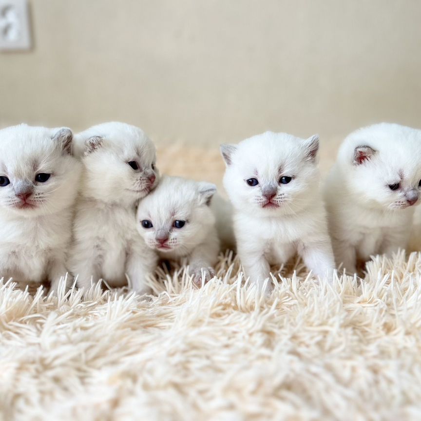 Шотландские котята