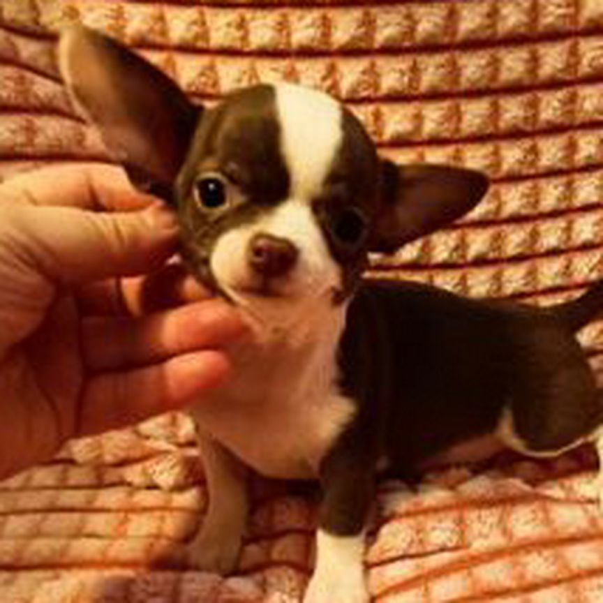 Чихуахуа миниатюрные малыши