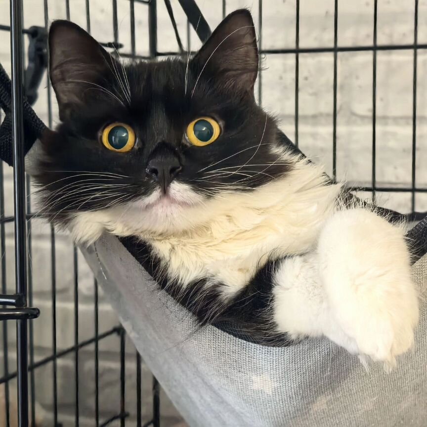 Слепая красивая кошка