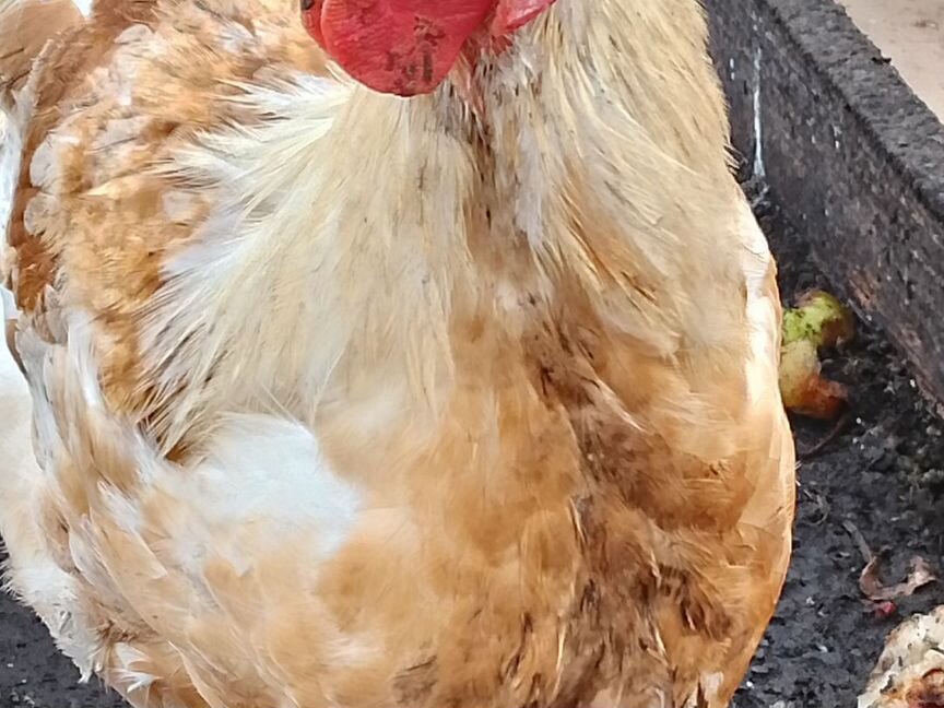 Молодой петух