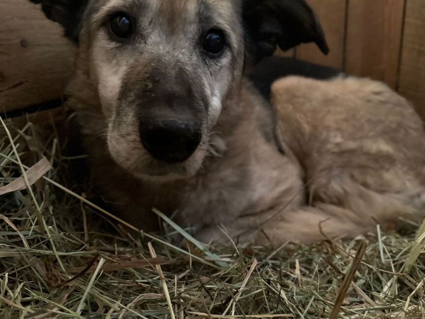 Добрая собака в приюте
