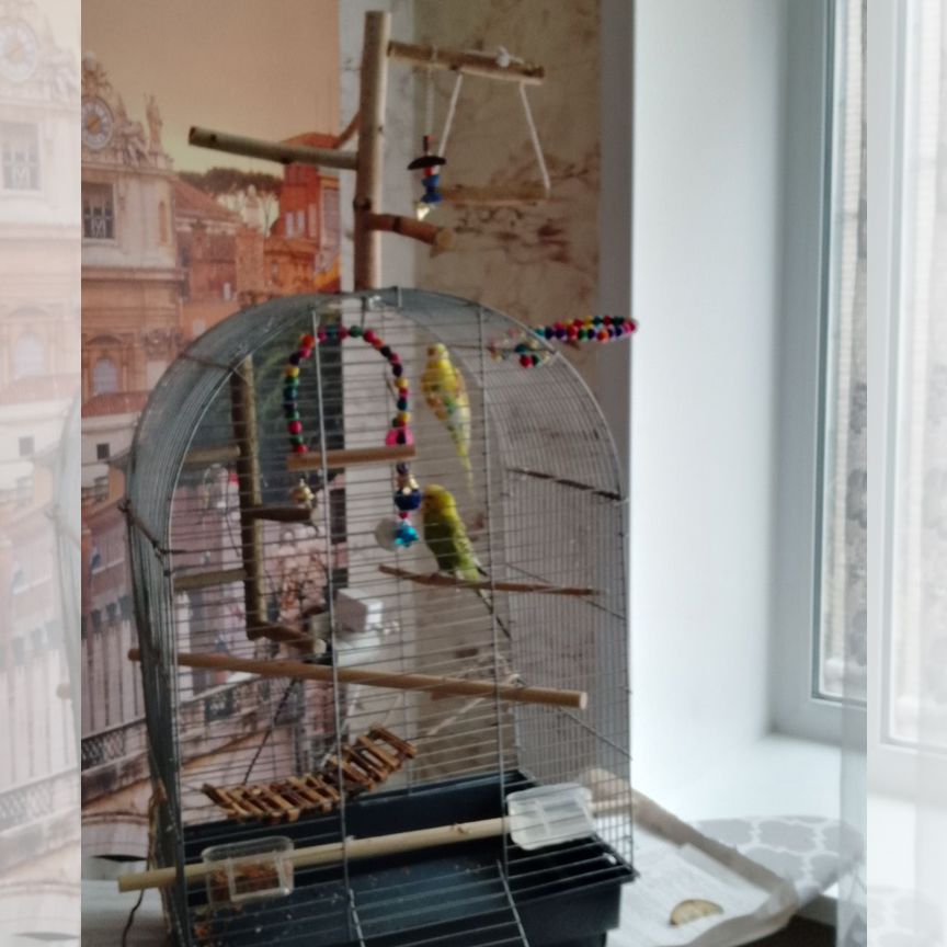 Волнистый попугай