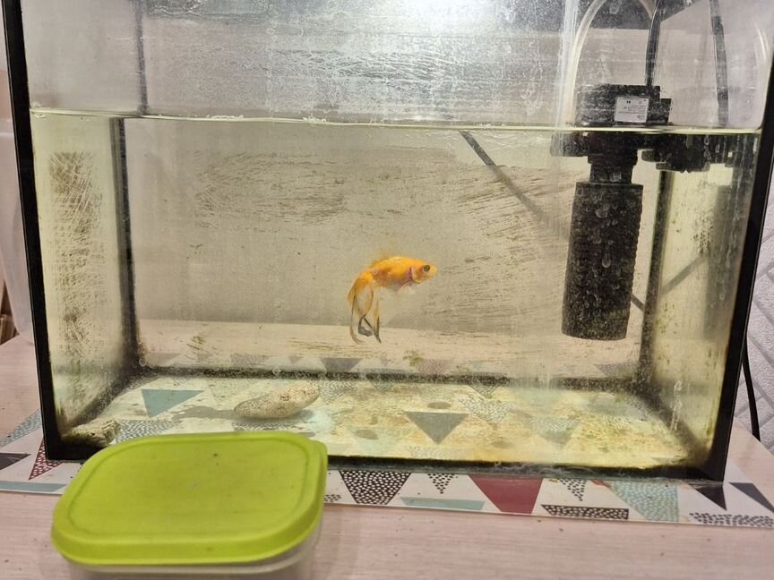 Аквариум и золотая рыбка