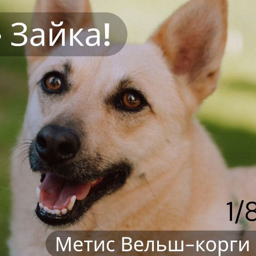 Вельш Корги Кардиган, взрослая собака