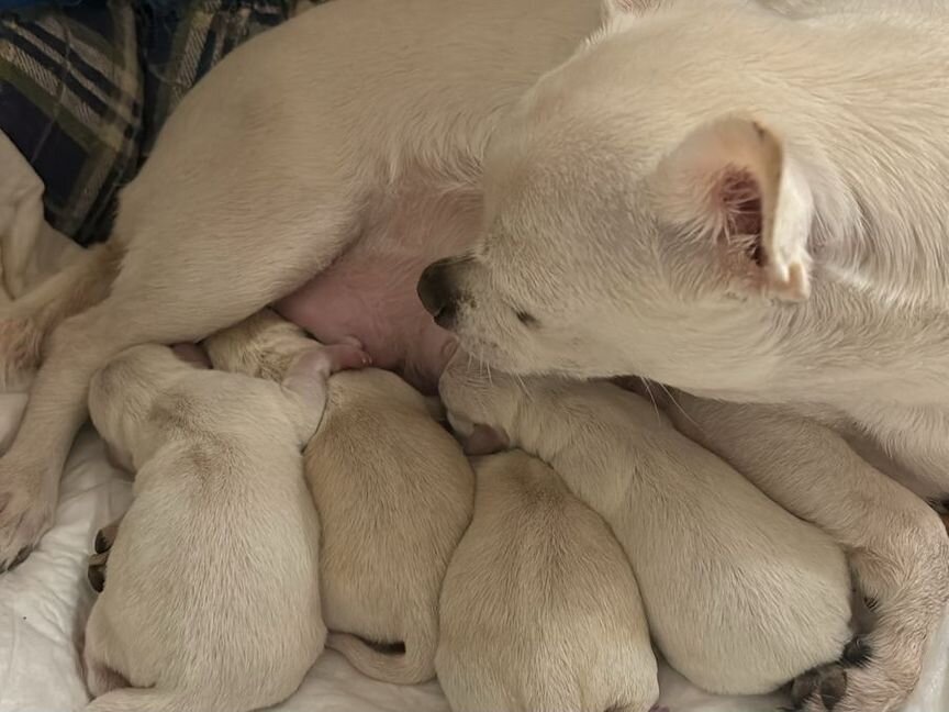 Щенки чихуахуа