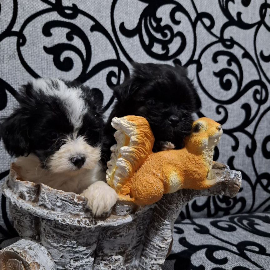 Мини мальтипу