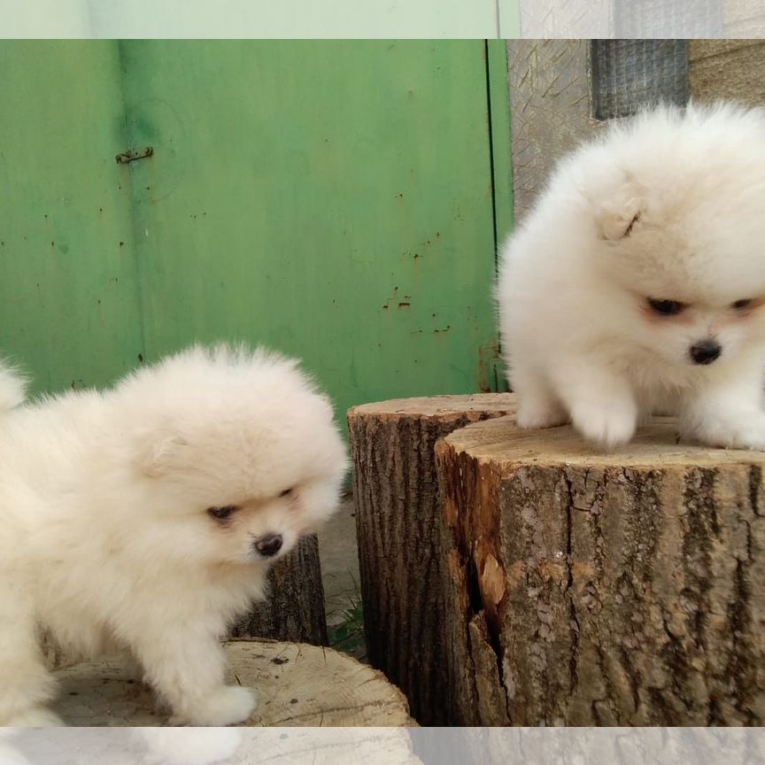 Померанский шпиц мини