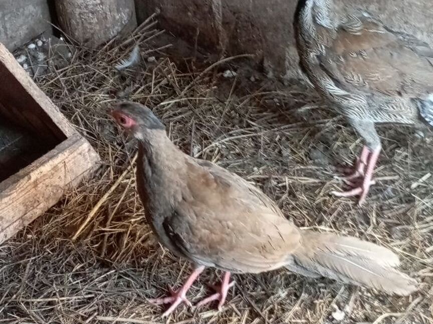 Серебристые фазаны