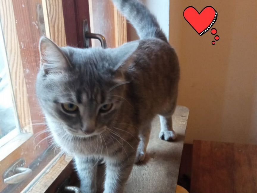Полосатя серая стерилизованная кошечка ищет дом