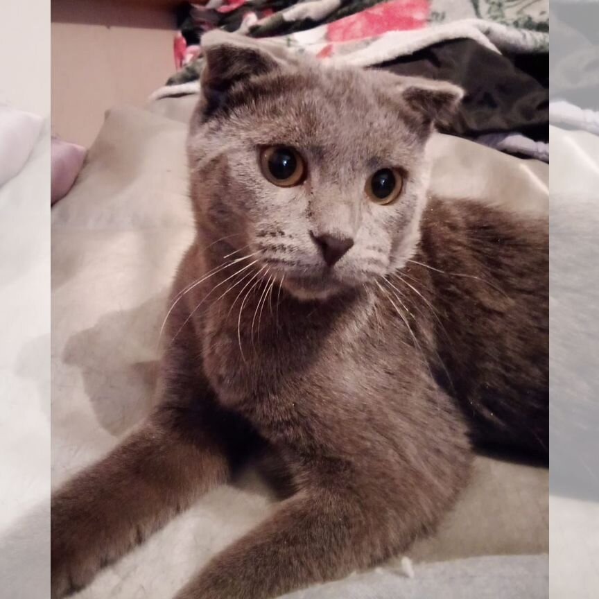 Котик ищет дом
