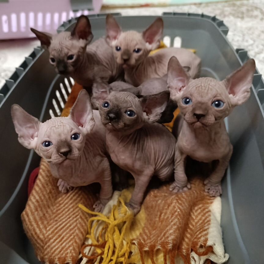 Канадский сфинкс котенок