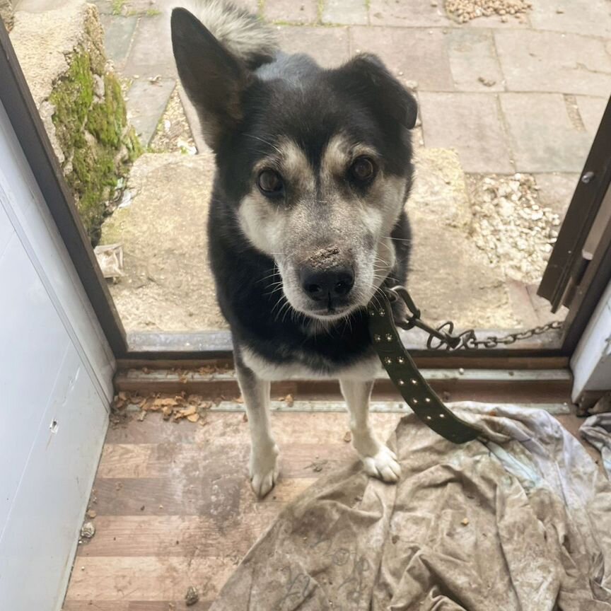 Охранник и охотник в добрые руки