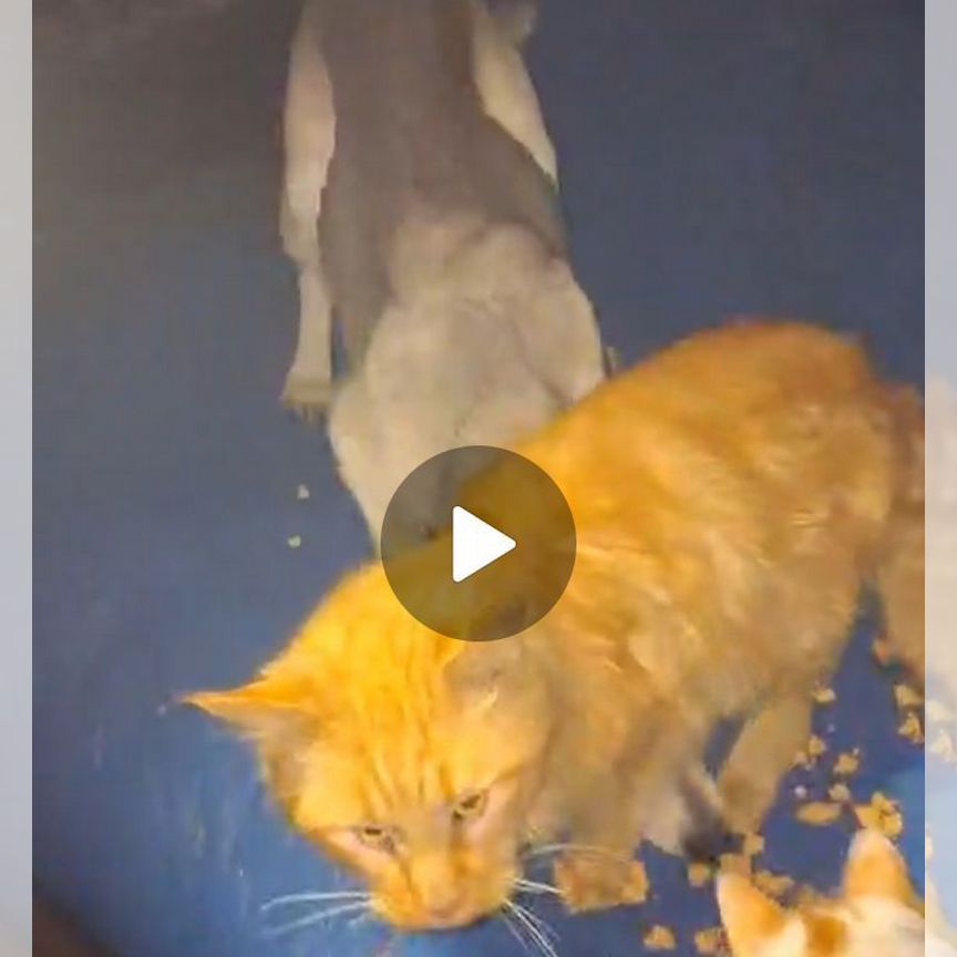 Мейн-кун, взрослый кот